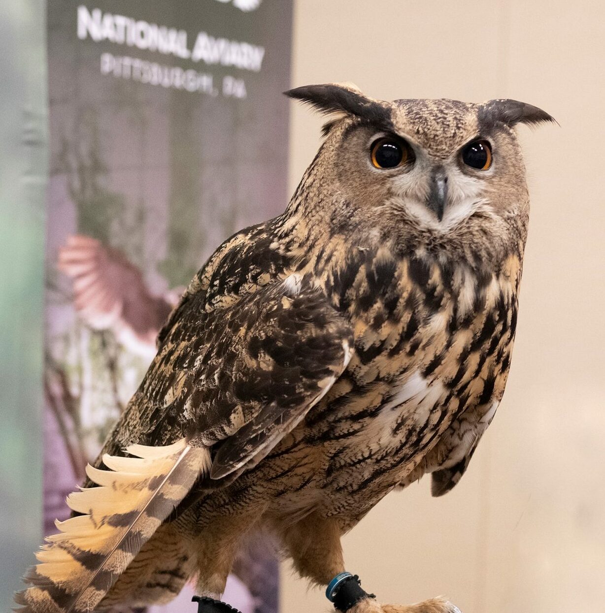 Owl Encounter | National Aviary