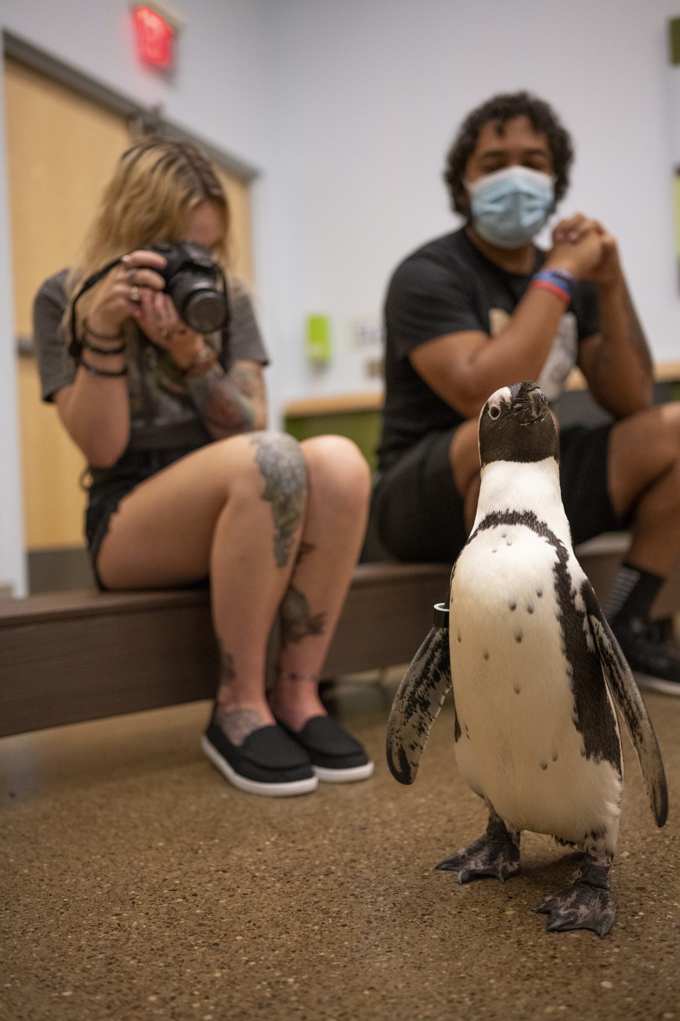Penguin Encounter | National Aviary