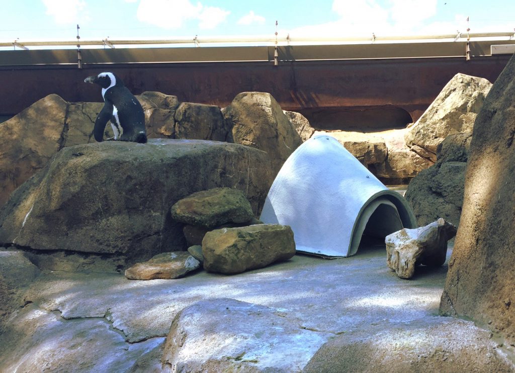 International Efforts to Save African Penguins - National Aviary