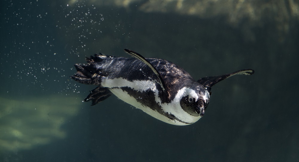 Hours & Admissions | National Aviary