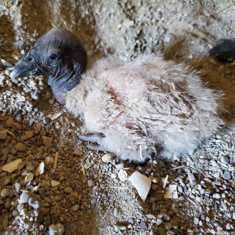 Adopt-A-Bird - National Aviary