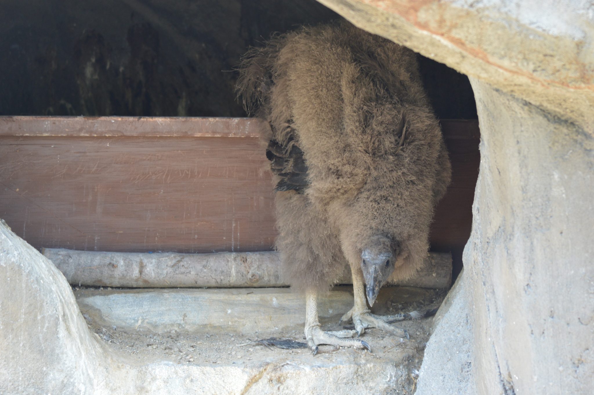 Andean Condor, Marijo - National Aviary