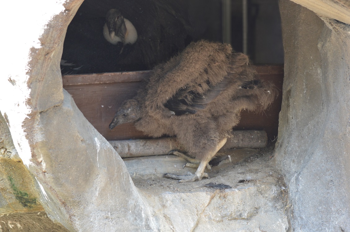 Newly Named Andean Condor Chick Makes Her Big Debut at the National ...