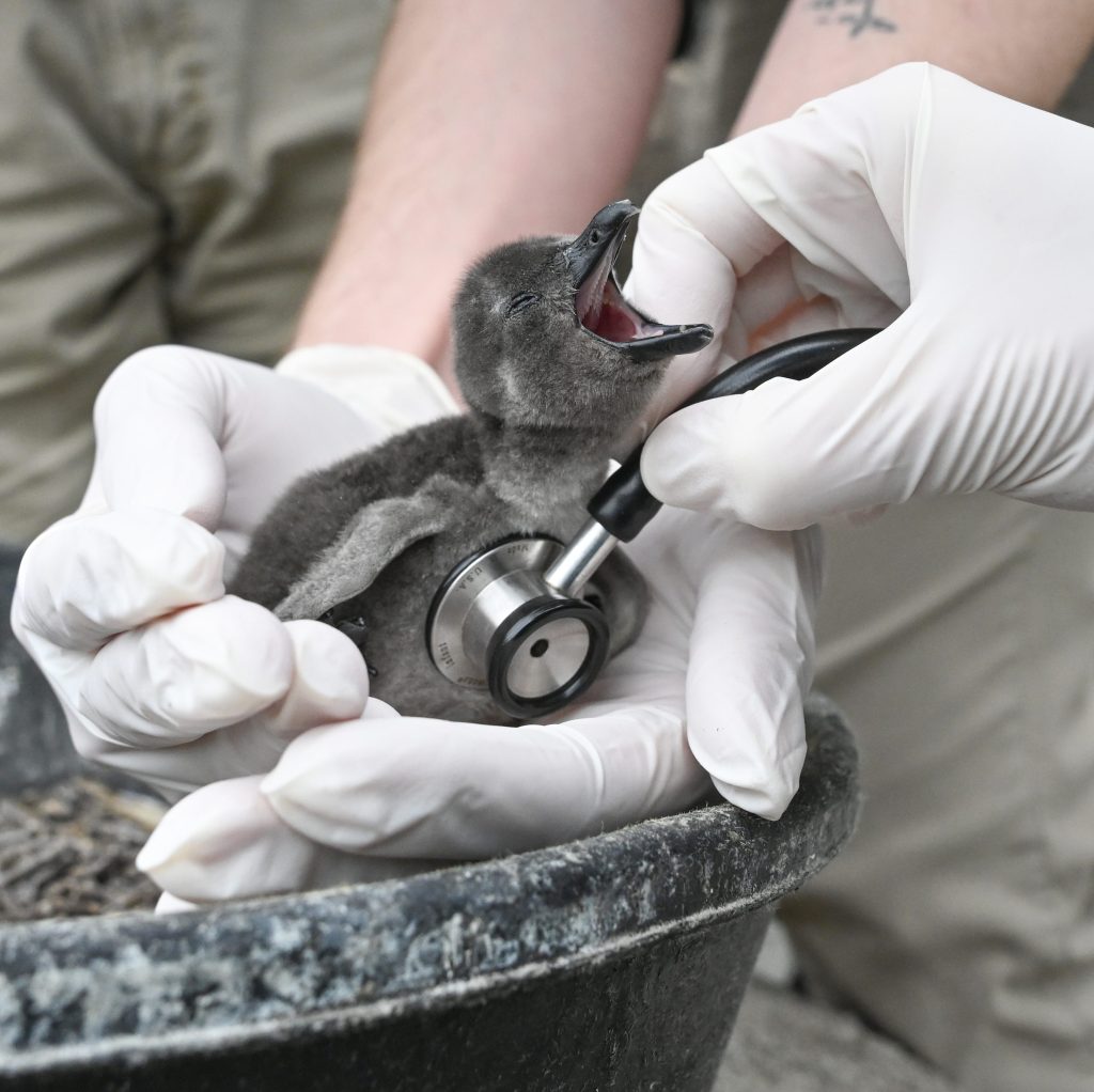 African Penguin Chick Hatches at the National Aviary, A Boost for an ...