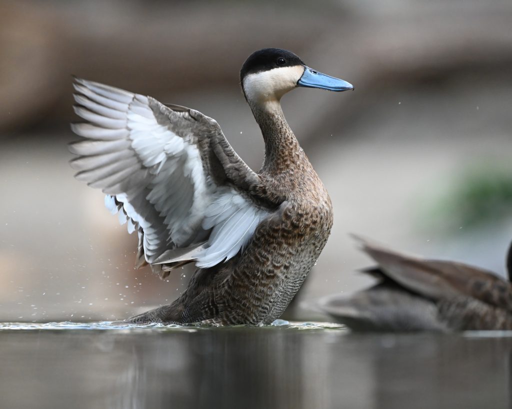 Waterfowl Archives - National Aviary