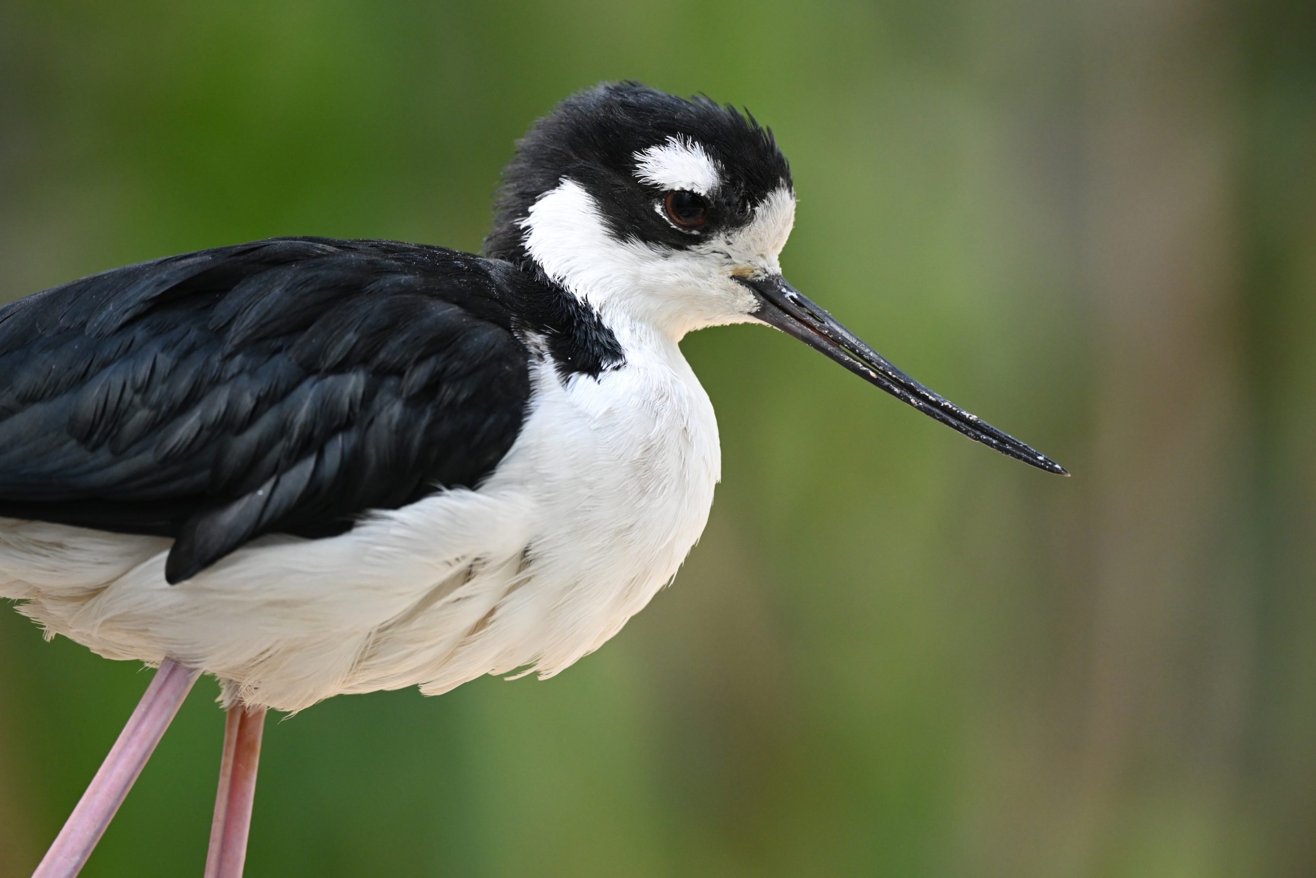 Bird Species Archive - National Aviary