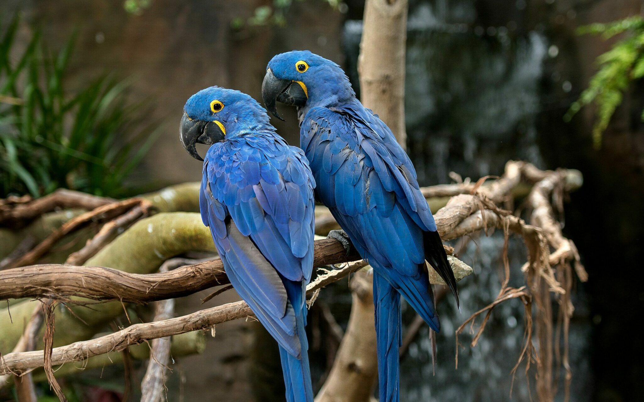 Our Team | National Aviary