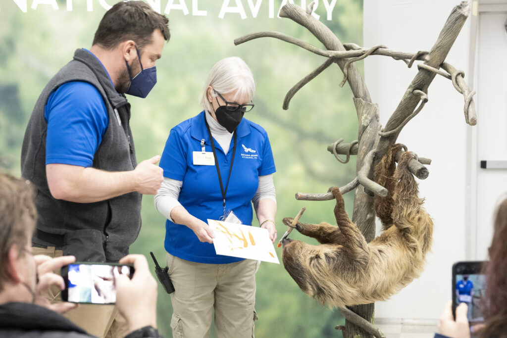 Sloth Encounter + Painting - National Aviary