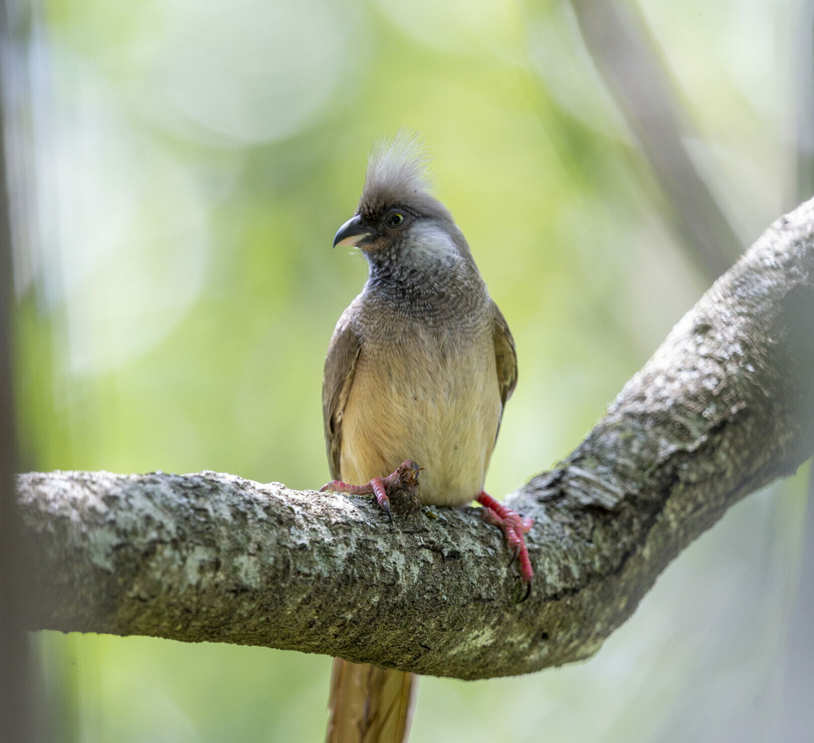 Mousebird Archives - National Aviary