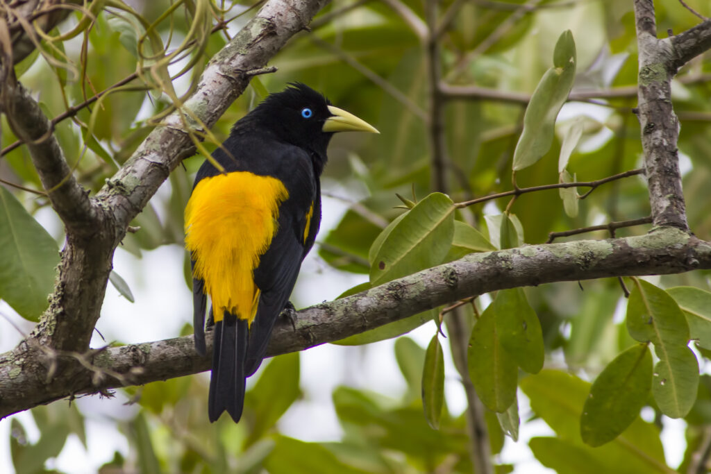 Tropical Rainforest Archives - National Aviary