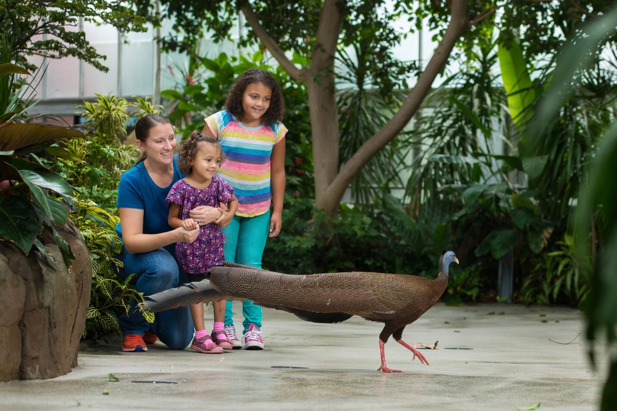 RAD Pass - National Aviary