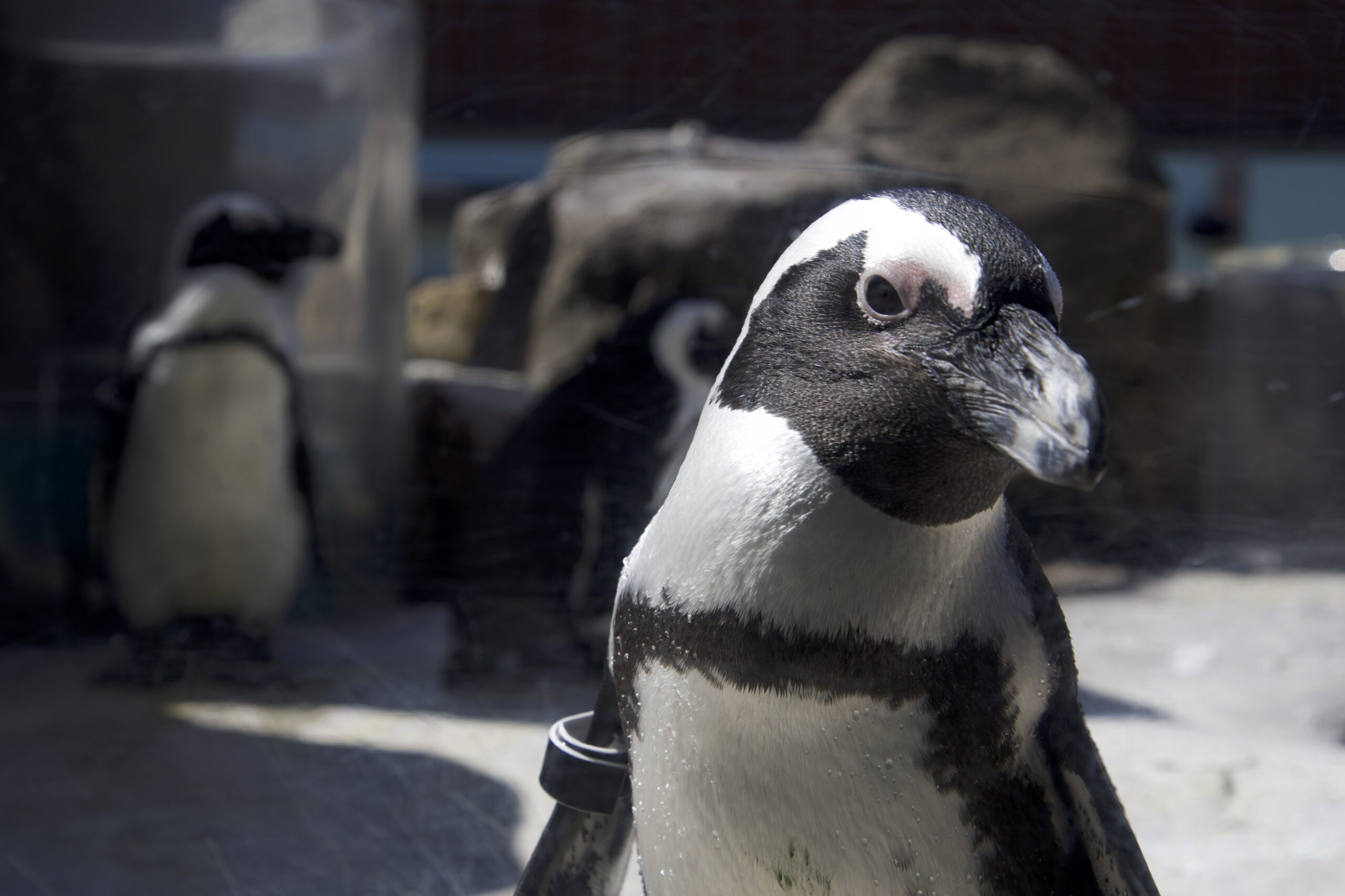 Penguin Feeding Encounter | National Aviary