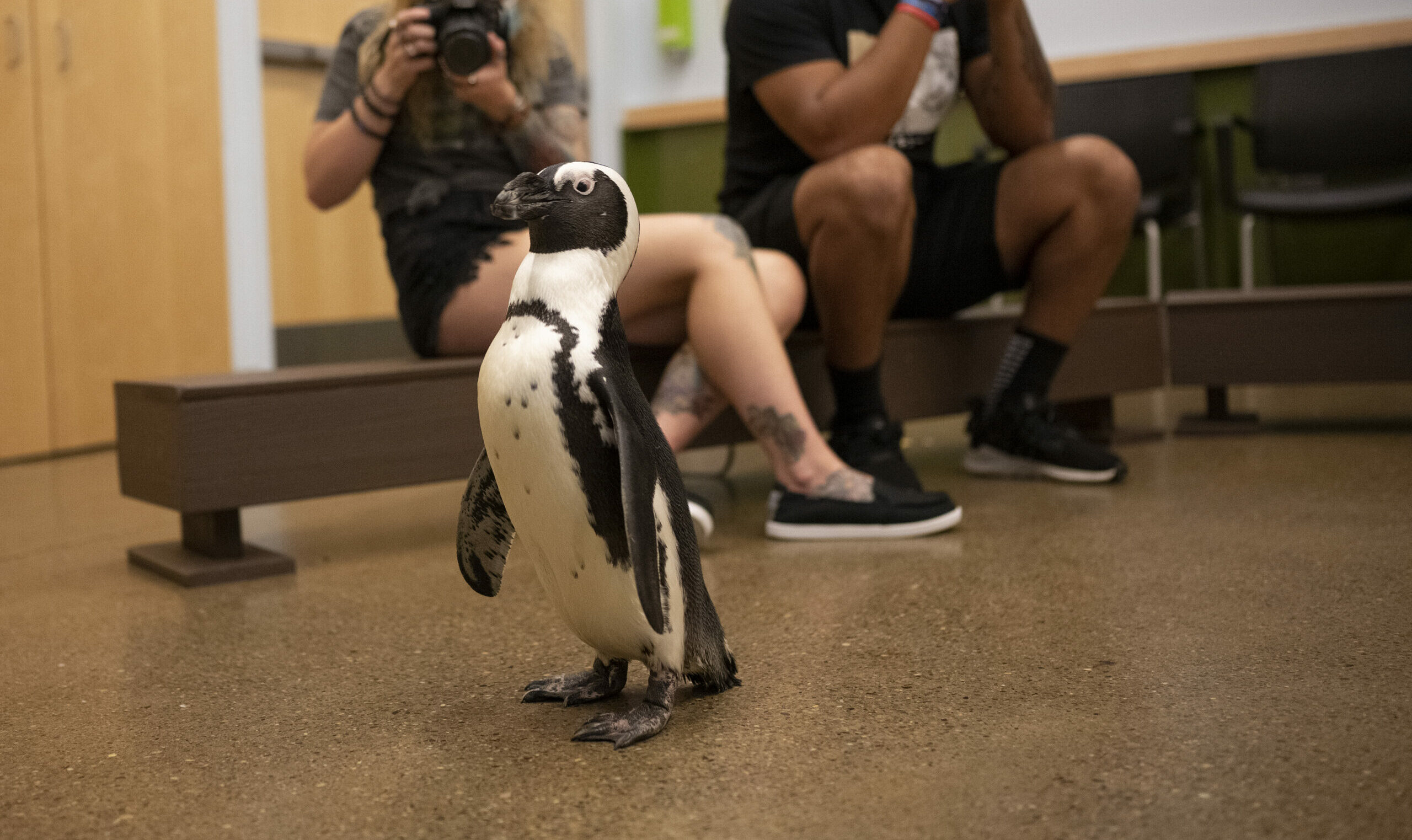 Penguin Encounter | National Aviary