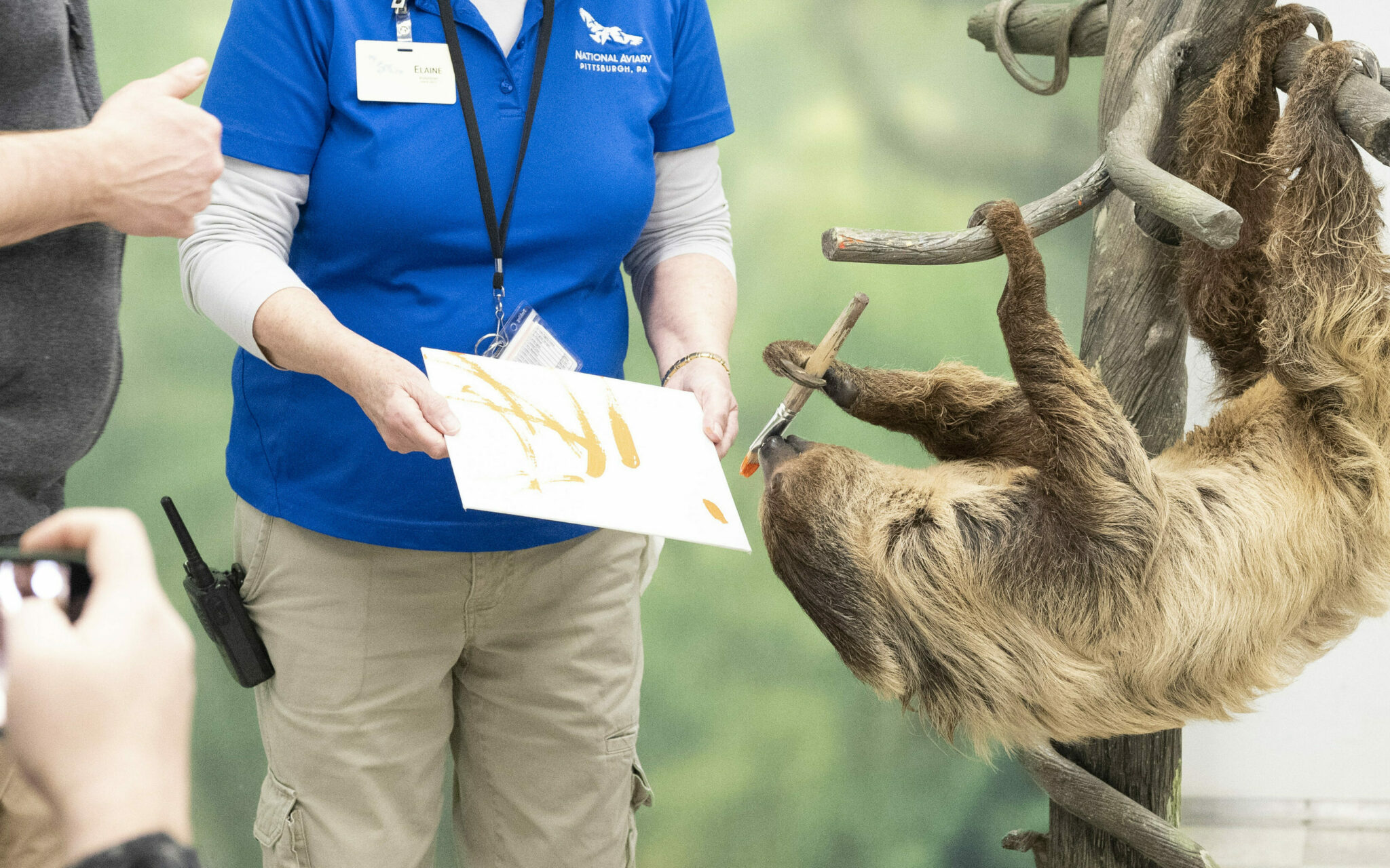 Sloth Encounter + Painting - National Aviary