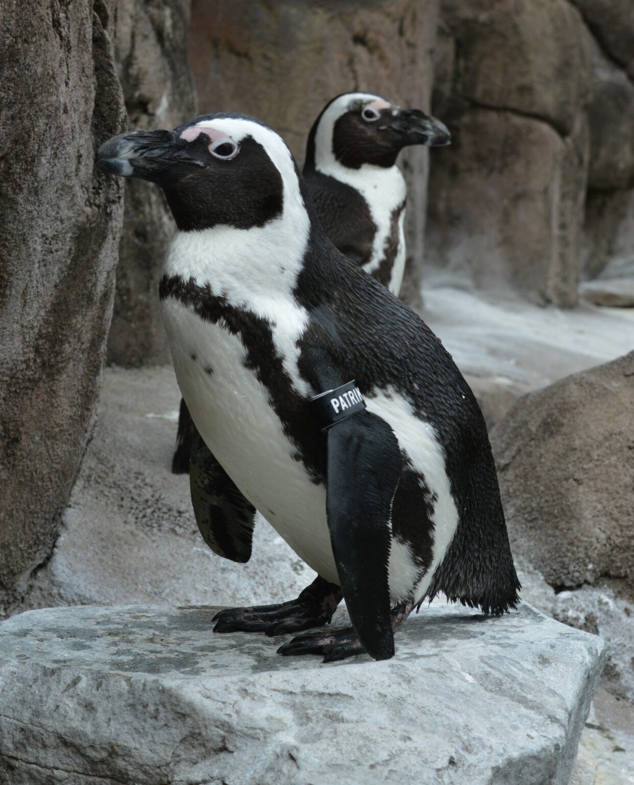African Penguin, Pierogi - National Aviary