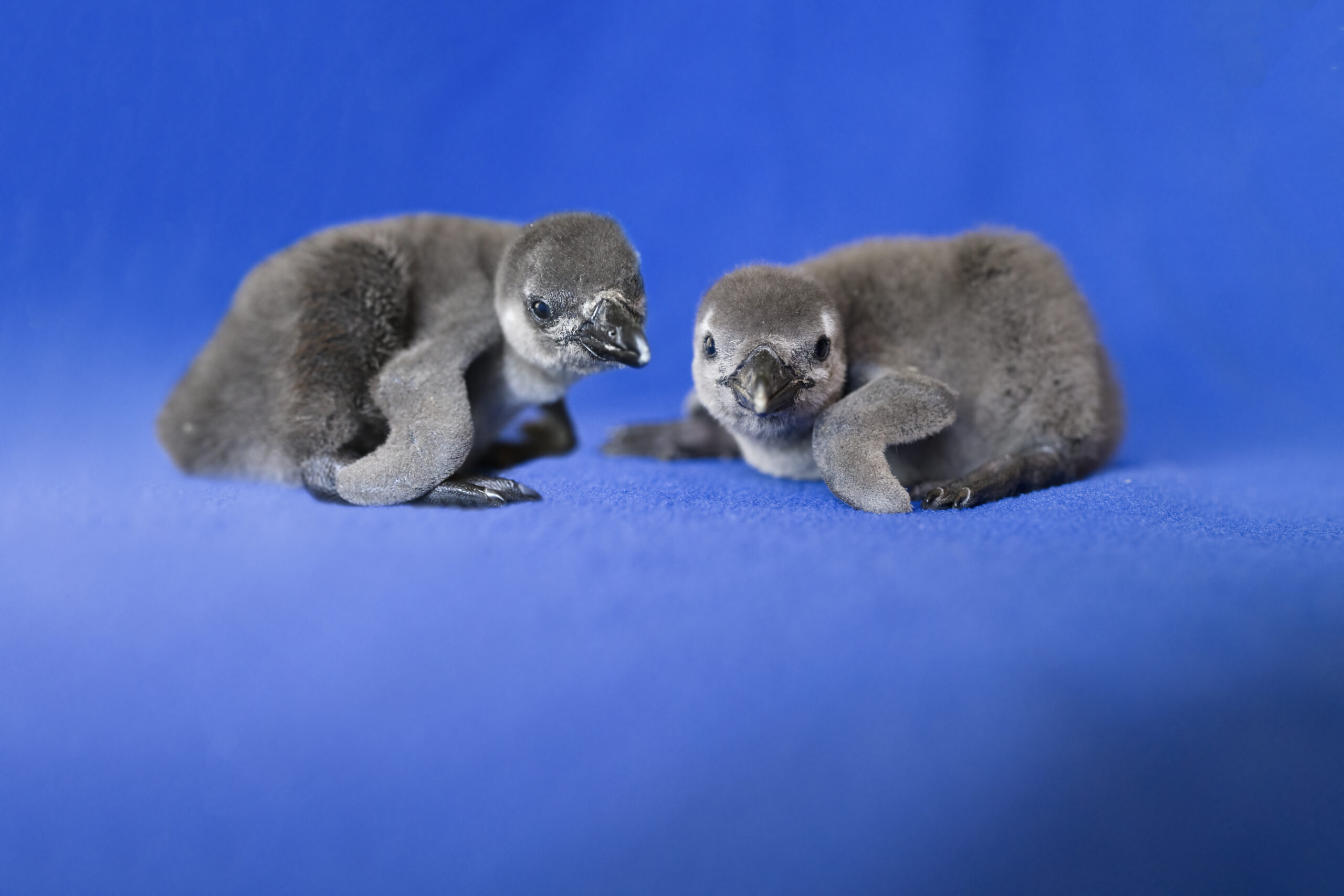 New African Penguin Chick Duo! - National Aviary