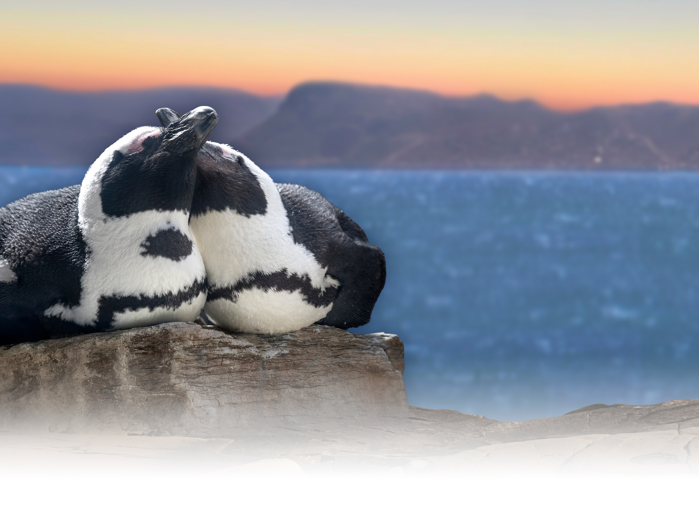 Visit | National Aviary