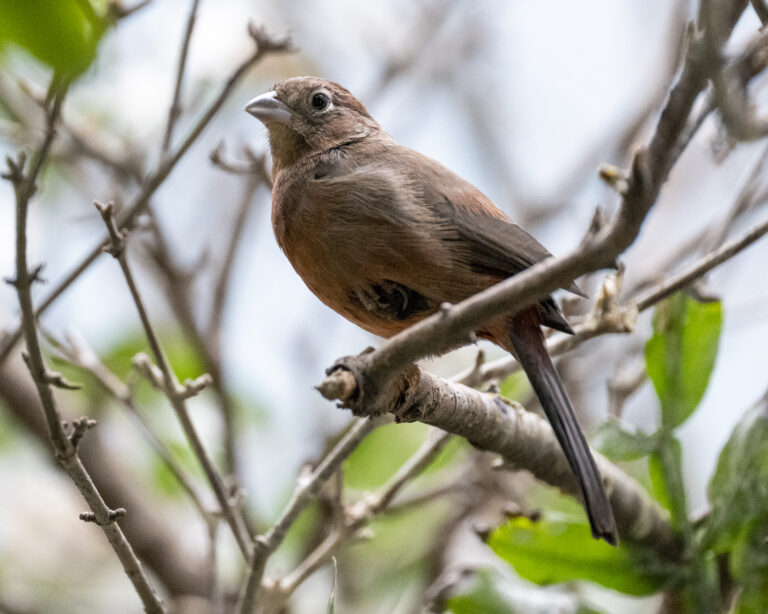 Tanagers Archives - National Aviary