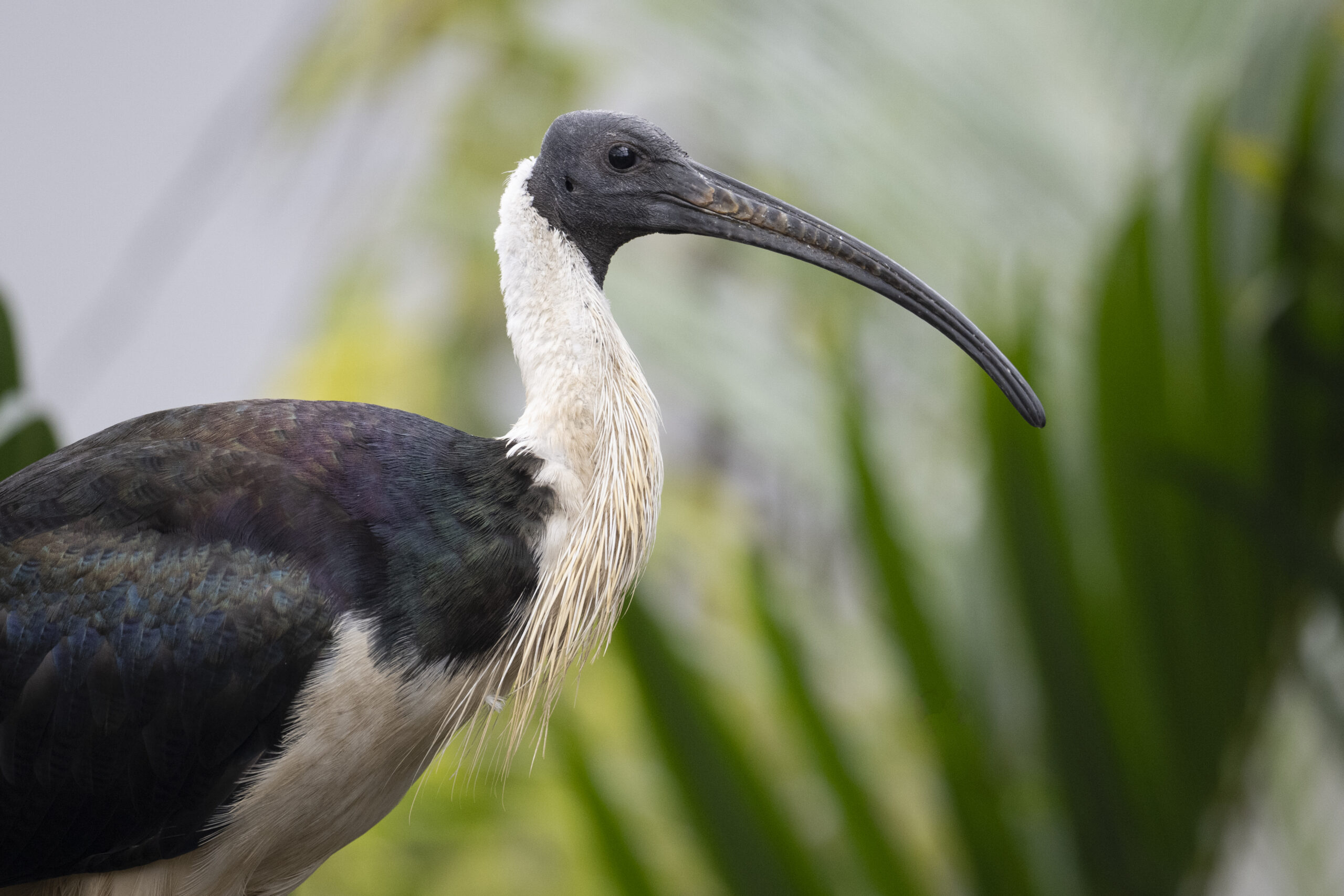Bird Species Archive - National Aviary