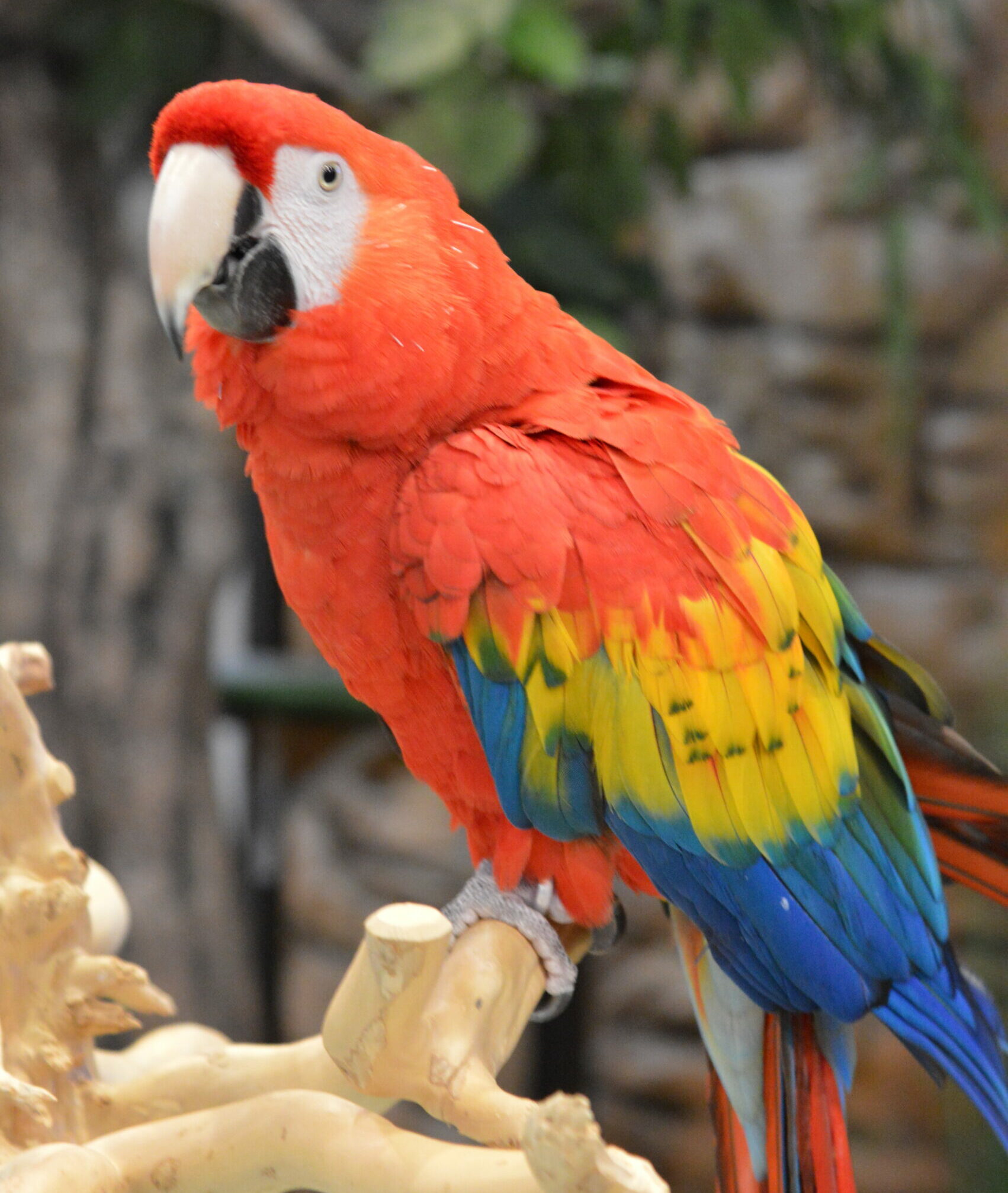 How you can see Red the Macaw at the National Aviary in Pittsburgh ...