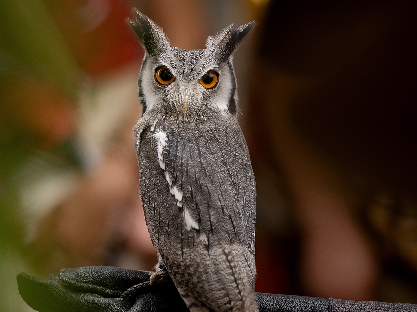 Owl Encounter | National Aviary
