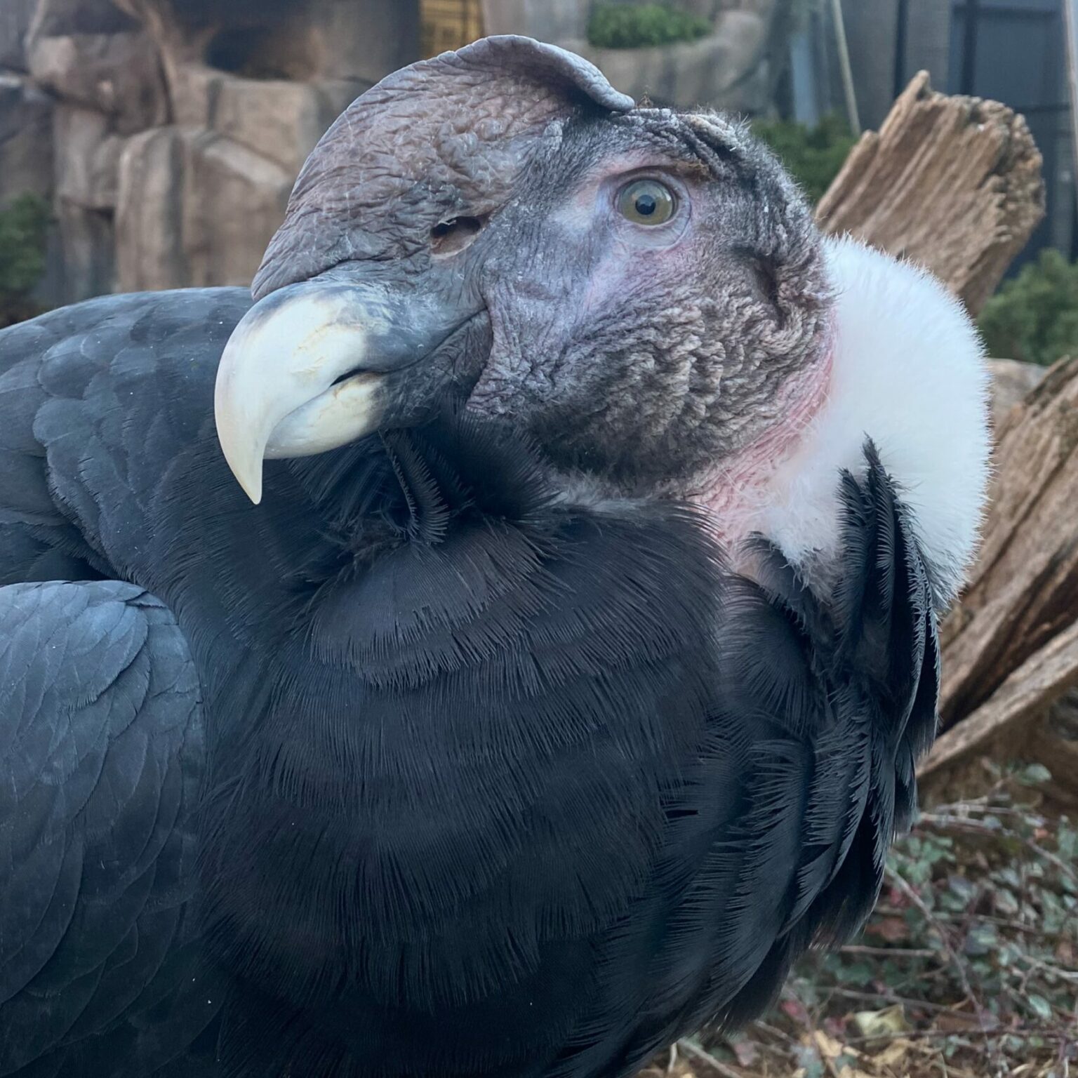 Adopt-A-Bird - National Aviary