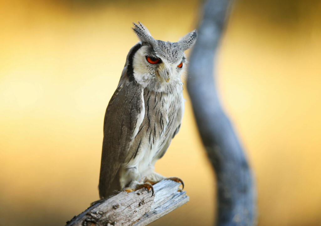 Owls Archives - National Aviary