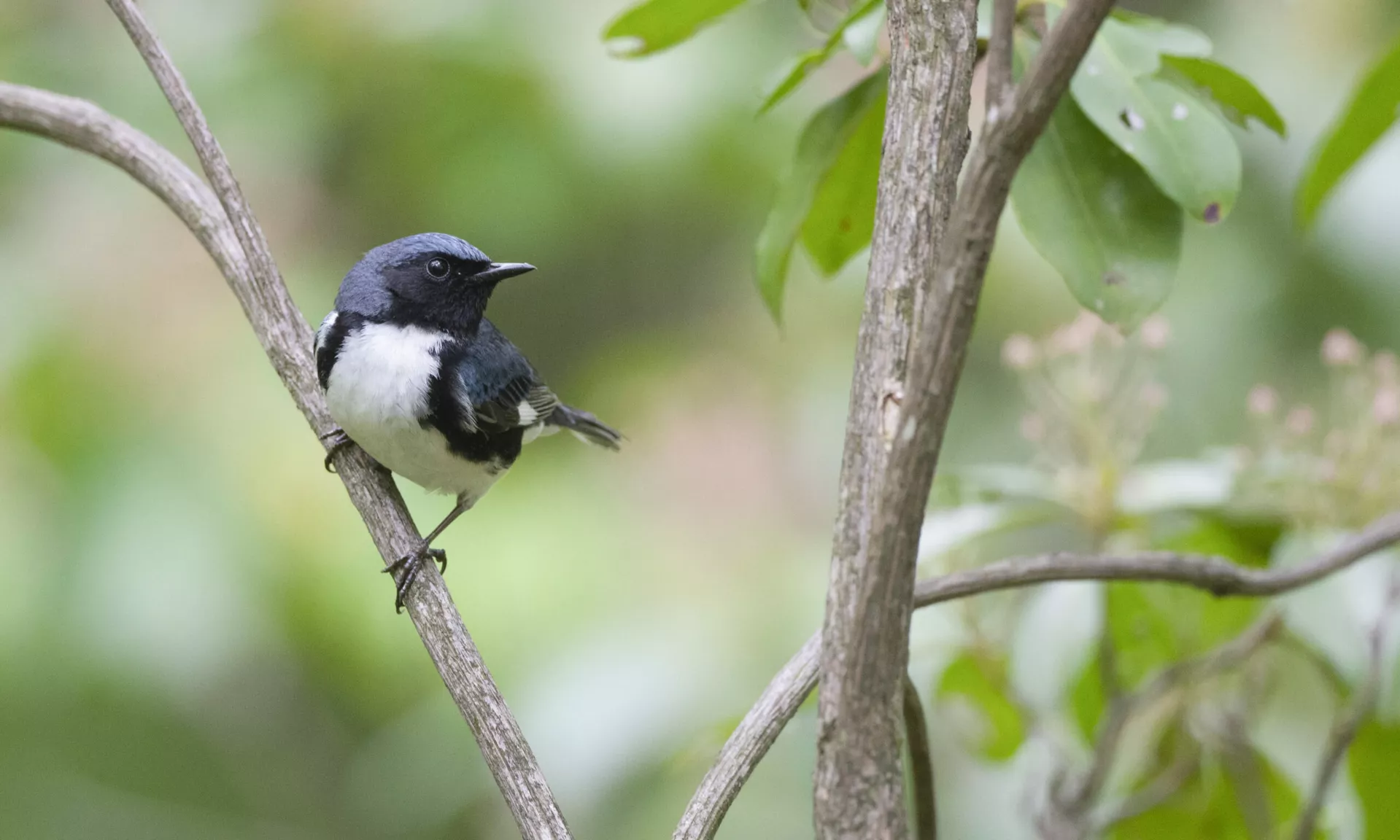 Outdoor Birdwatching & Ecotourism Trips | National Aviary