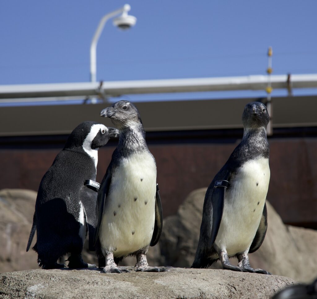 New African Penguin Juveniles! - National Aviary