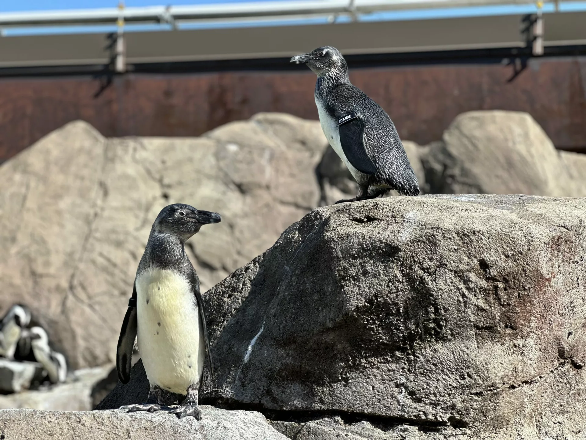 WATCH NOW: New African Penguin Juveniles Join the Penguin Point Colony ...