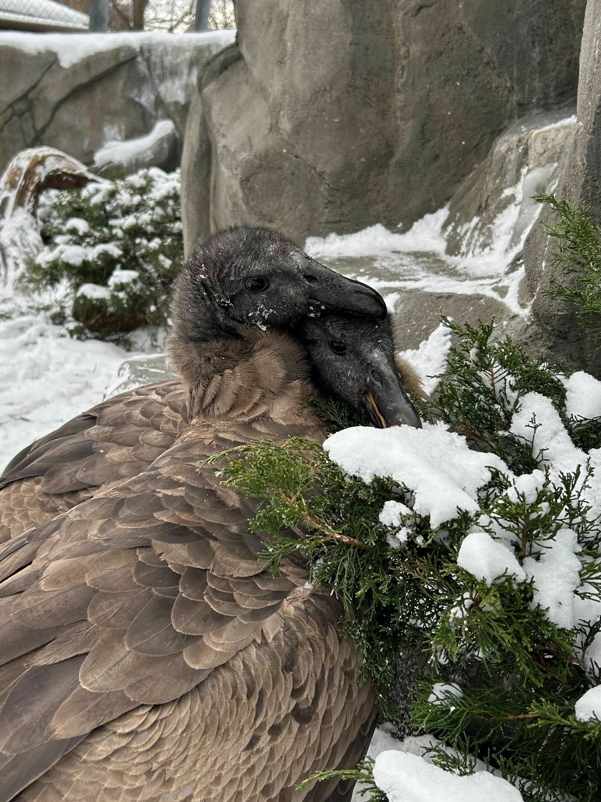 Camps | National Aviary