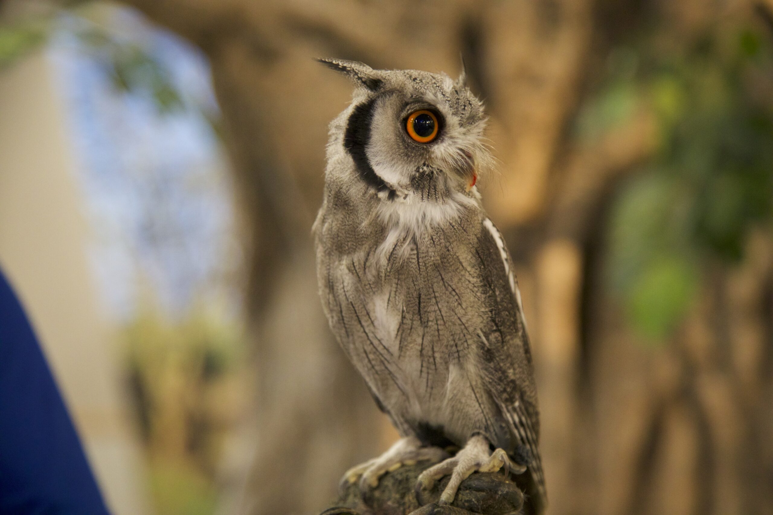 Fun fall events at the National Aviary - National Aviary
