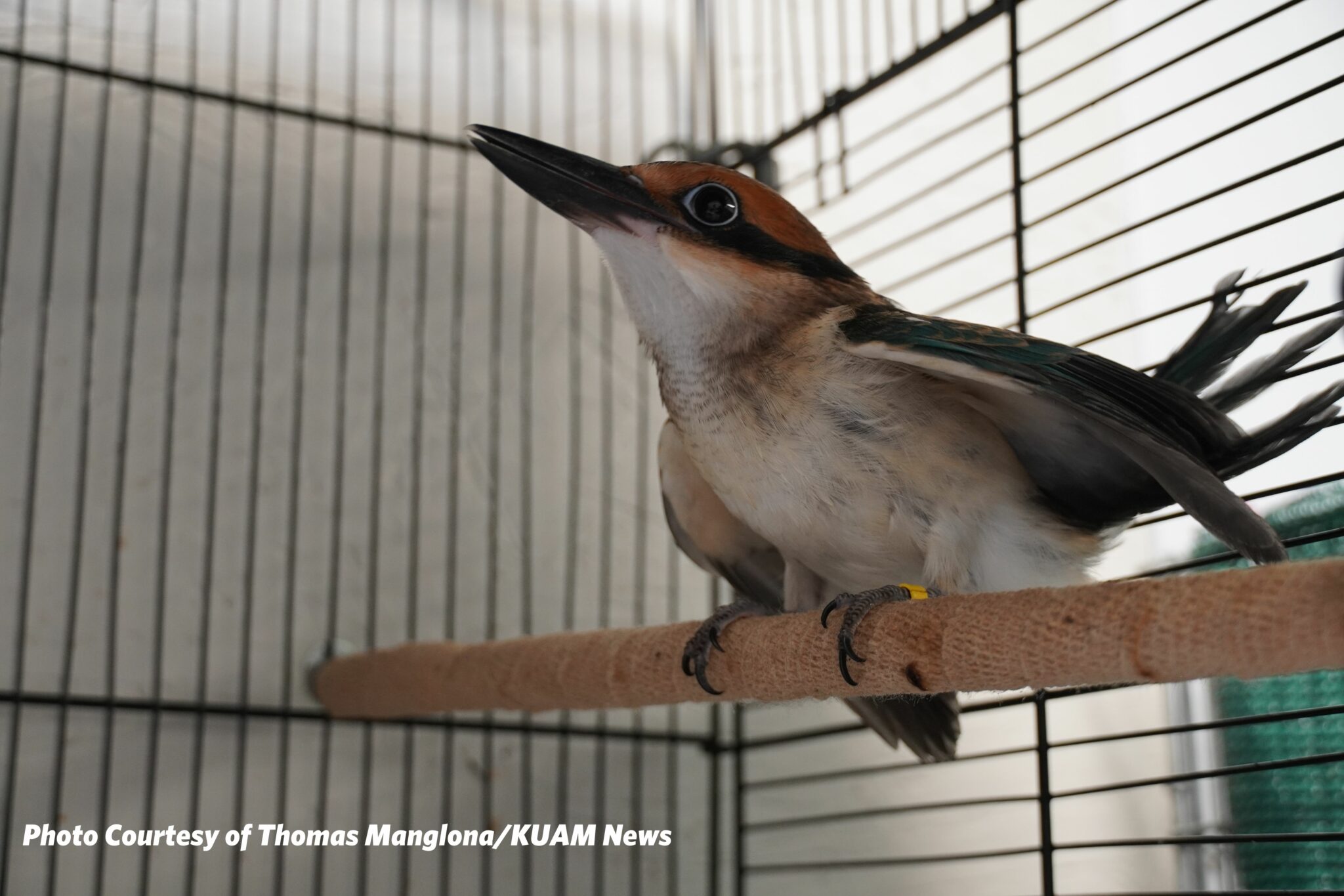 Guam Kingfishers - National Aviary