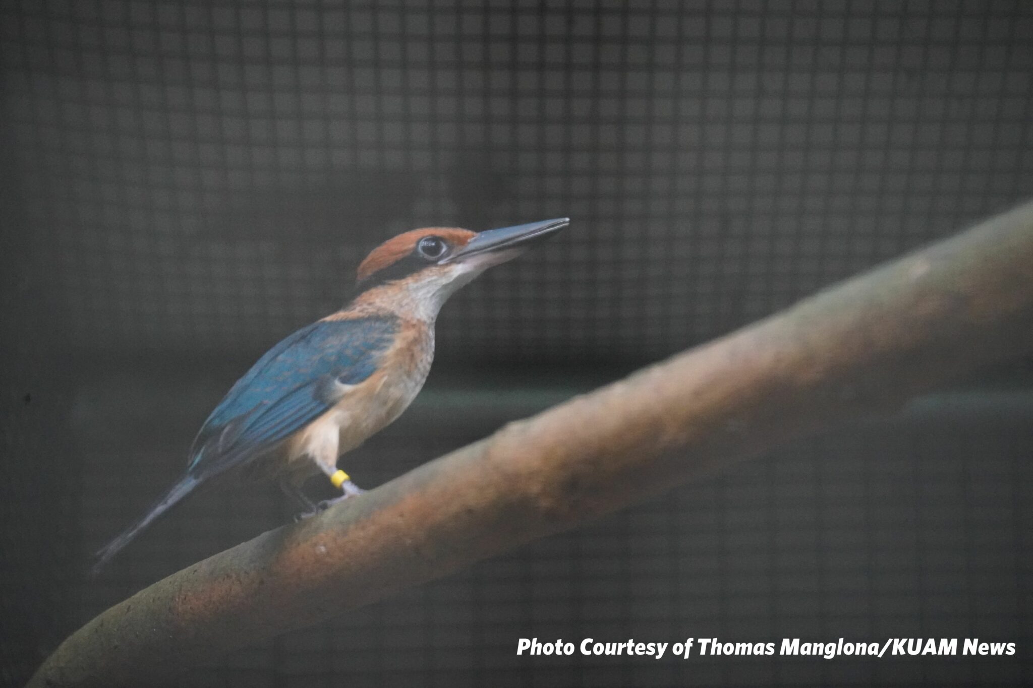 Guam Kingfishers - National Aviary