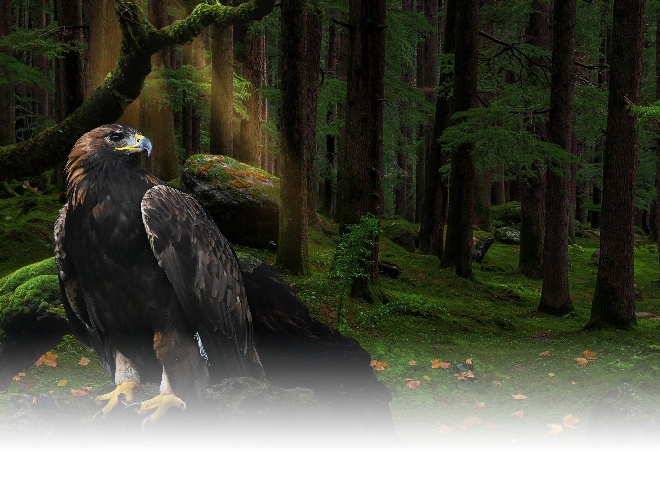 Home | National Aviary