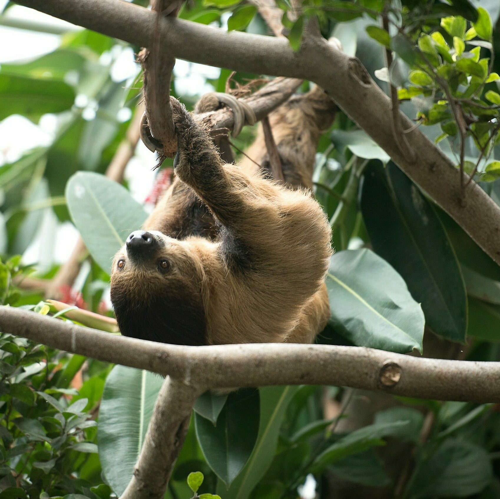 National Aviary celebrates birthdays of its 2 sloths - National Aviary
