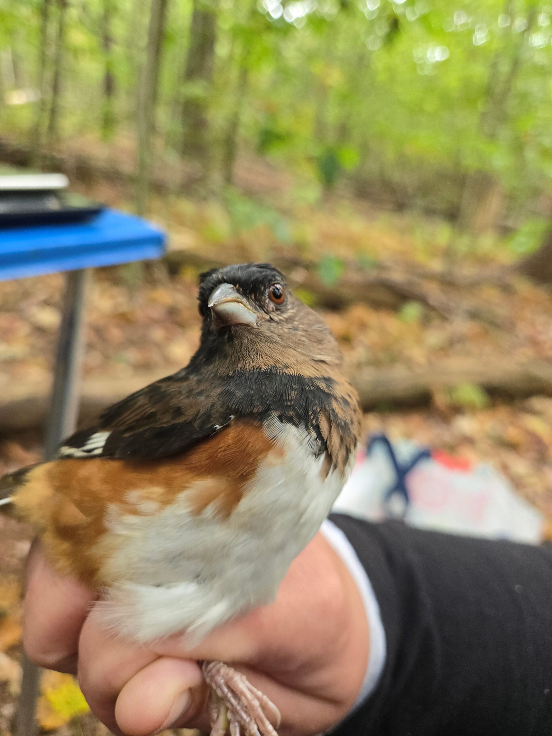 Forest GAP Project - National Aviary