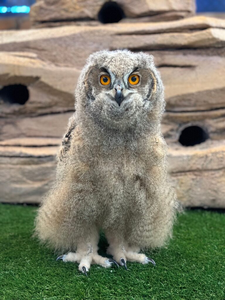 Home | National Aviary