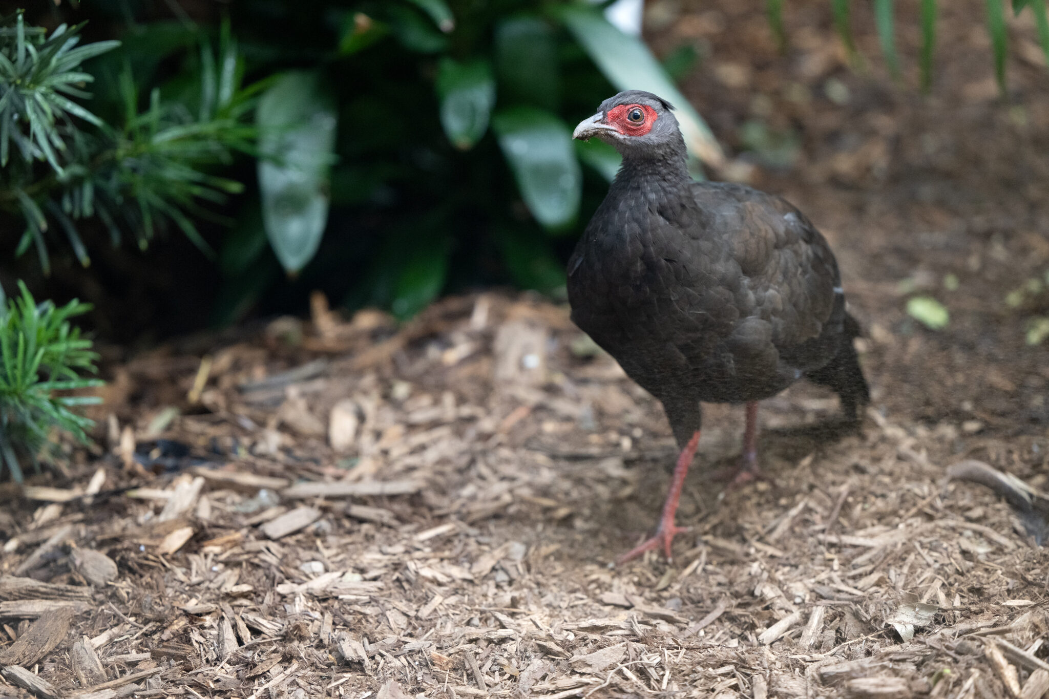 Vietnam Pheasants - National Aviary