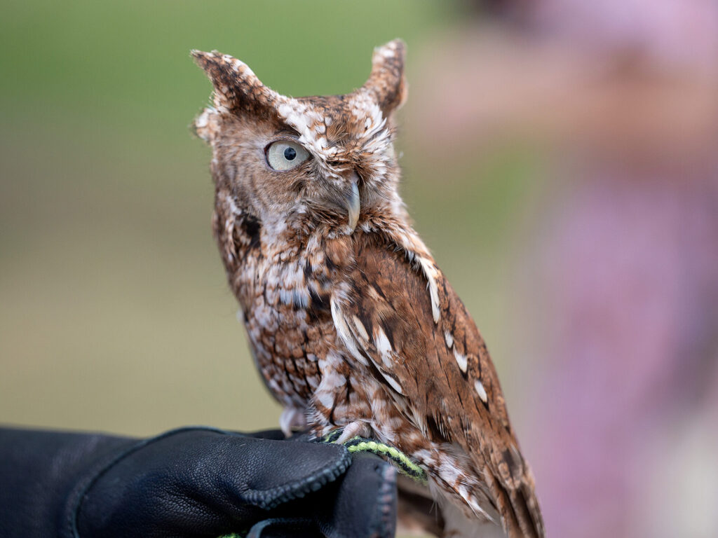 Owl Encounter | National Aviary