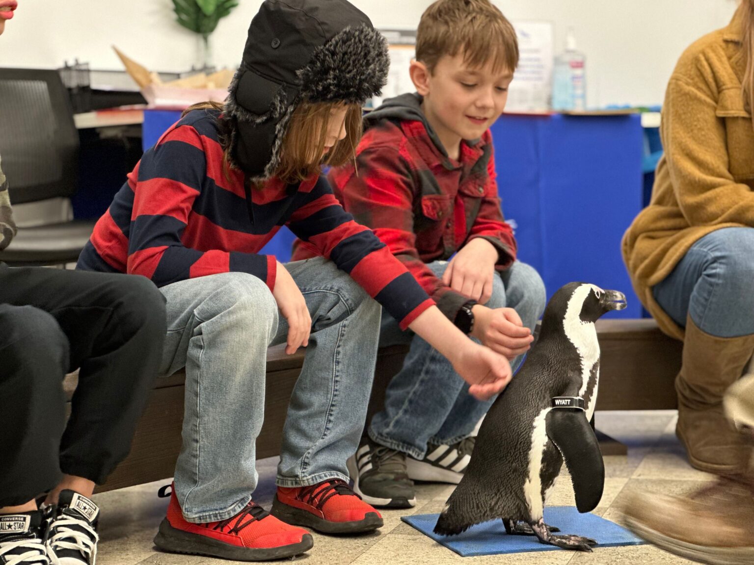Penguin Encounter | National Aviary