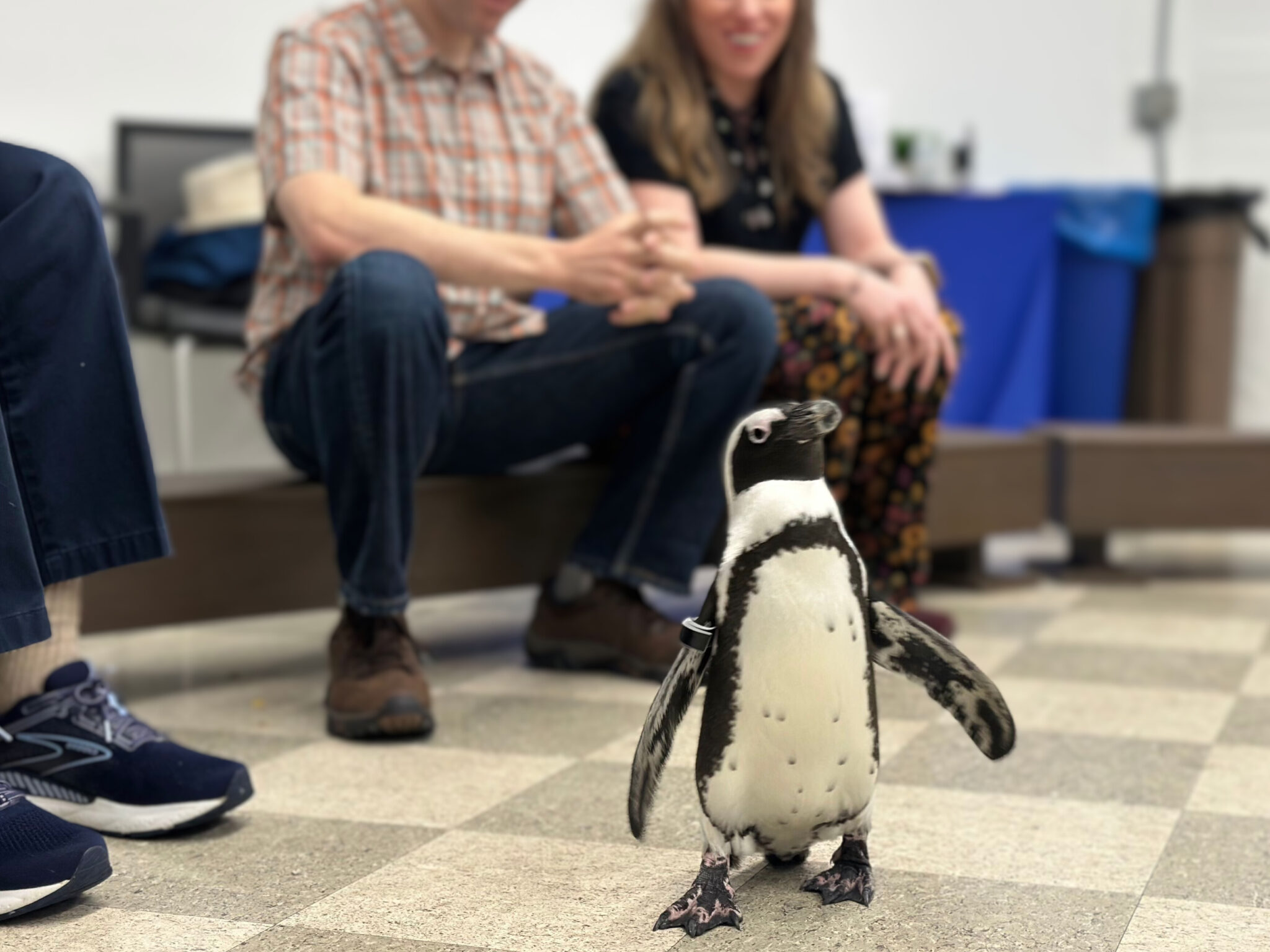Penguin Encounter | National Aviary