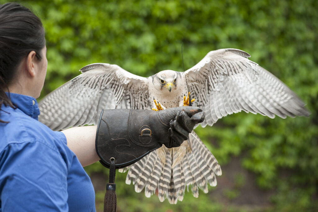 Peregrine FalconCam | National Aviary