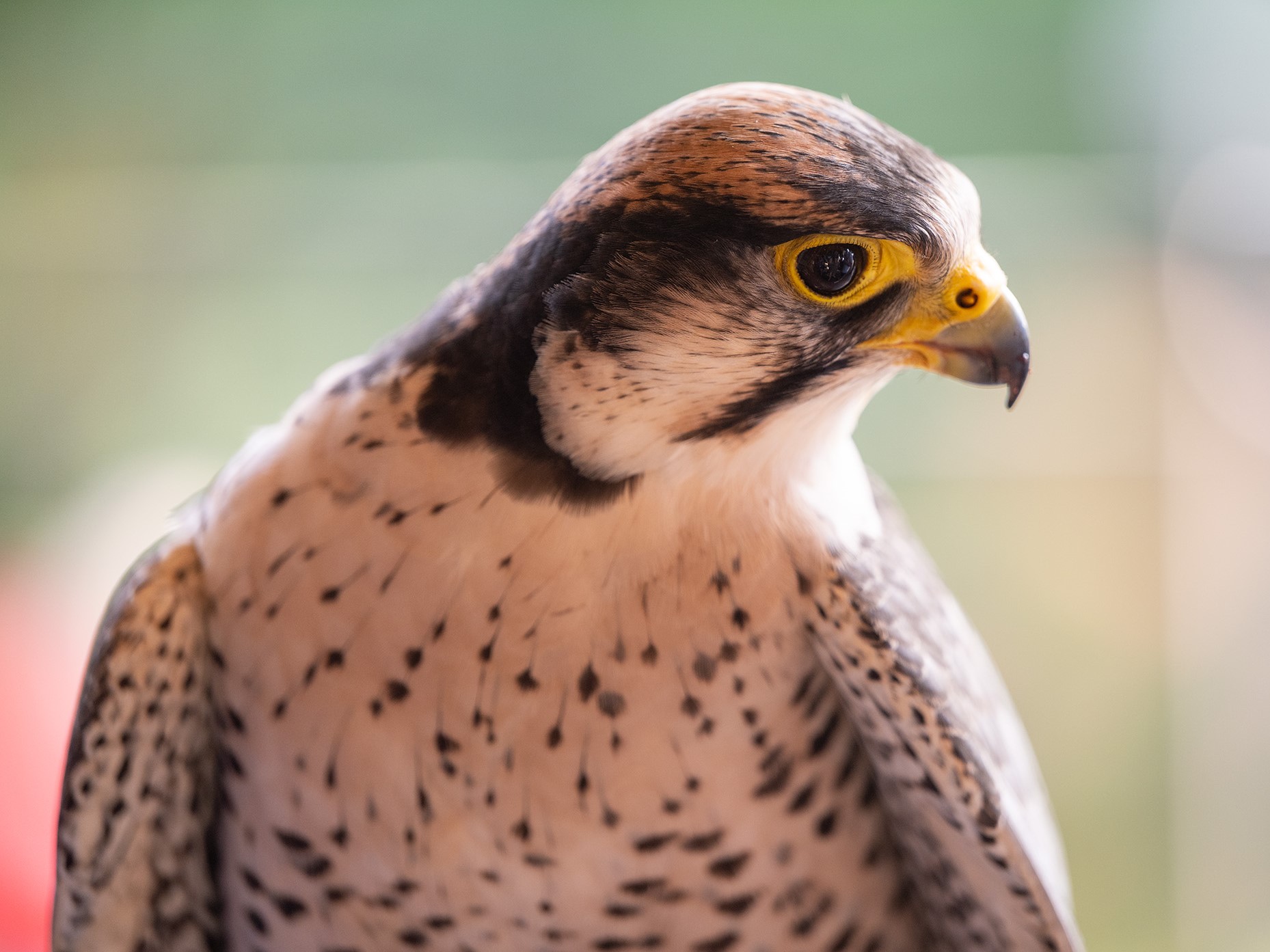 Peregrine FalconCam | National Aviary