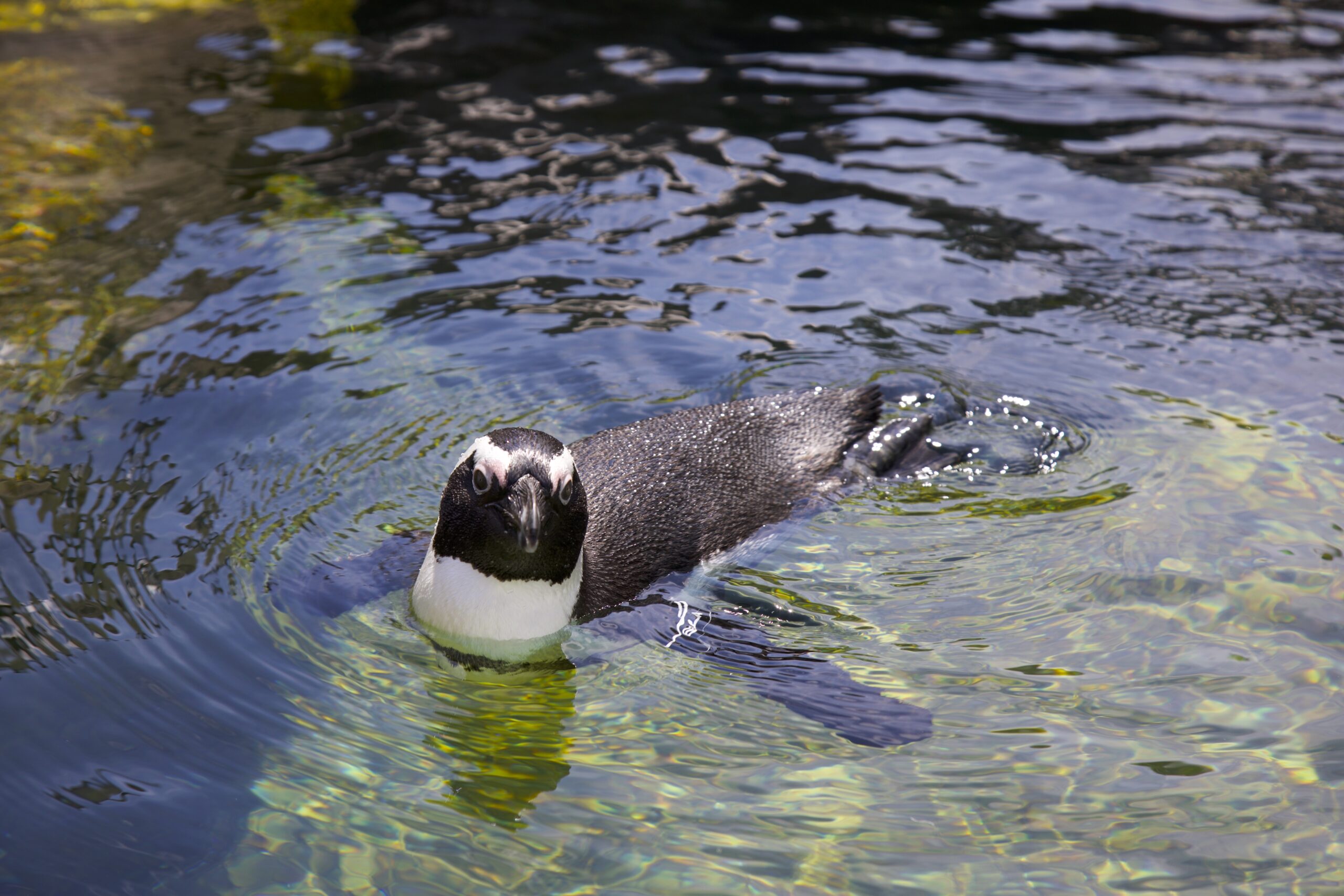 A penguin waddles into the PTL studio! - National Aviary
