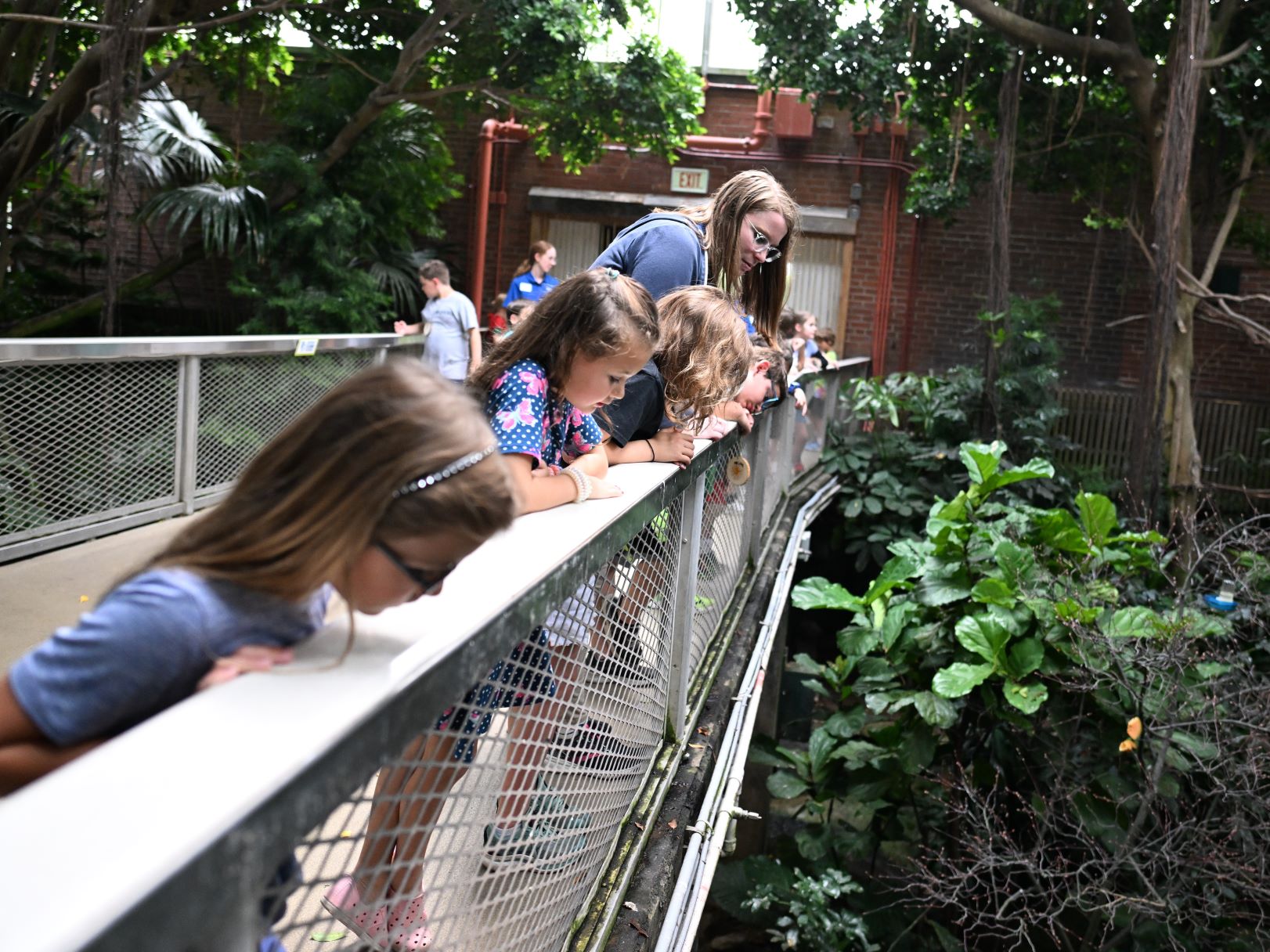 Peregrine FalconCam | National Aviary