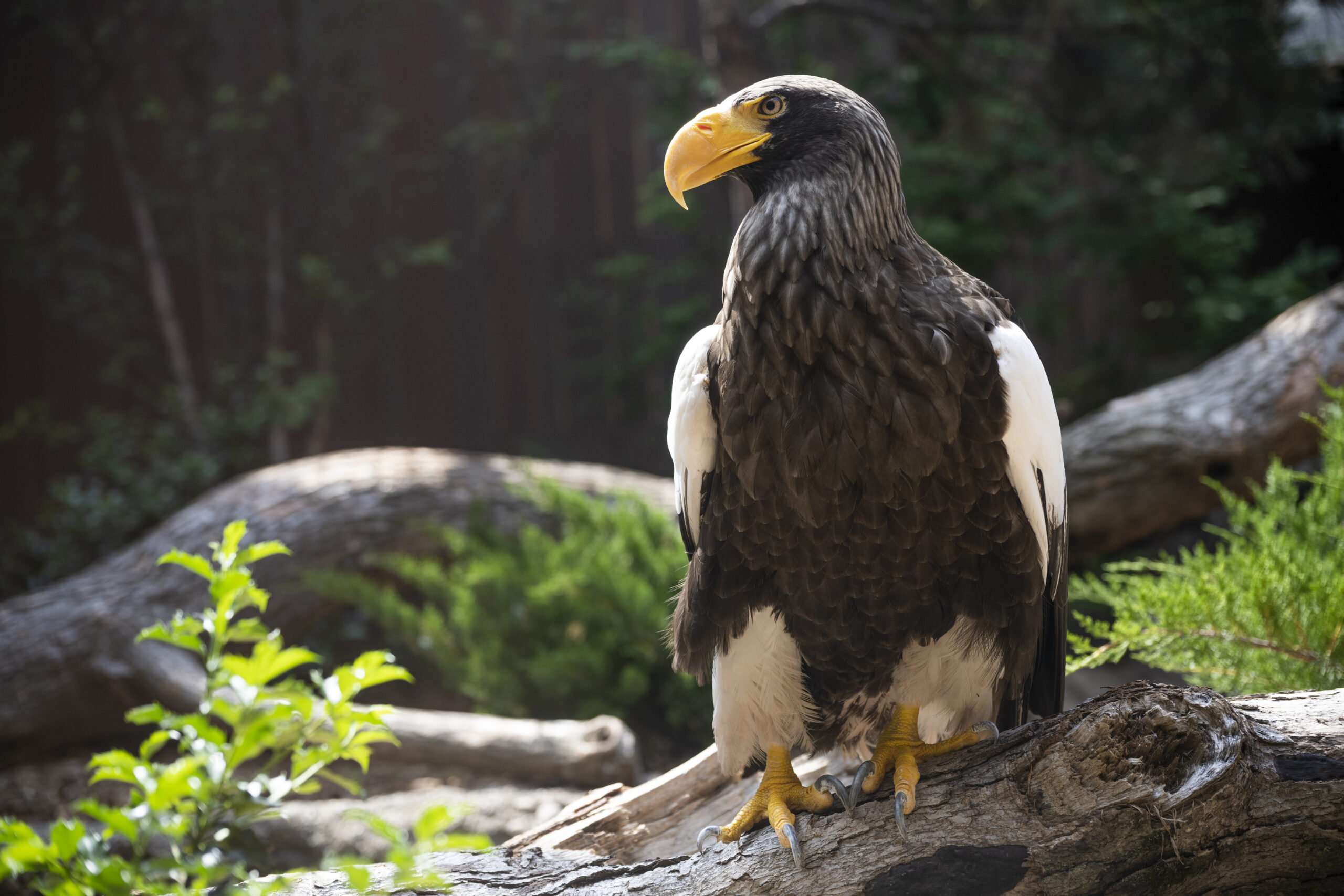 The Charity Randall Foundation Eagle Hall | National Aviary