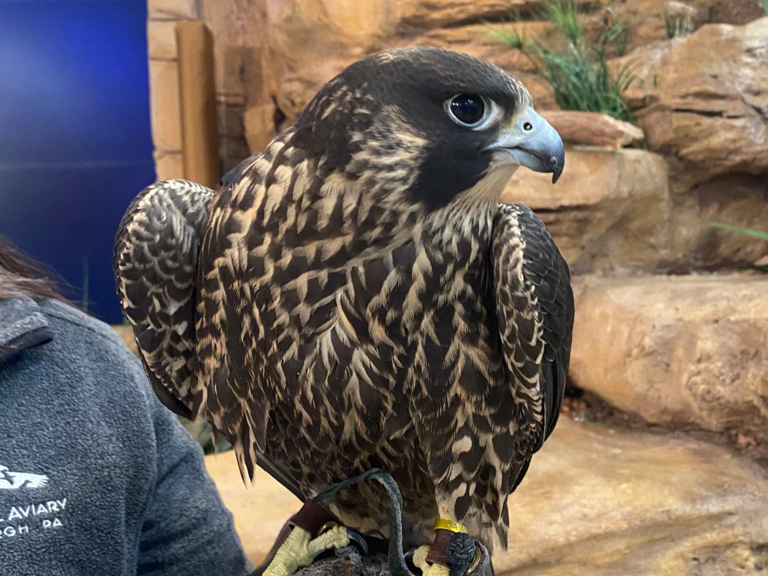 Peregrine FalconCam | National Aviary