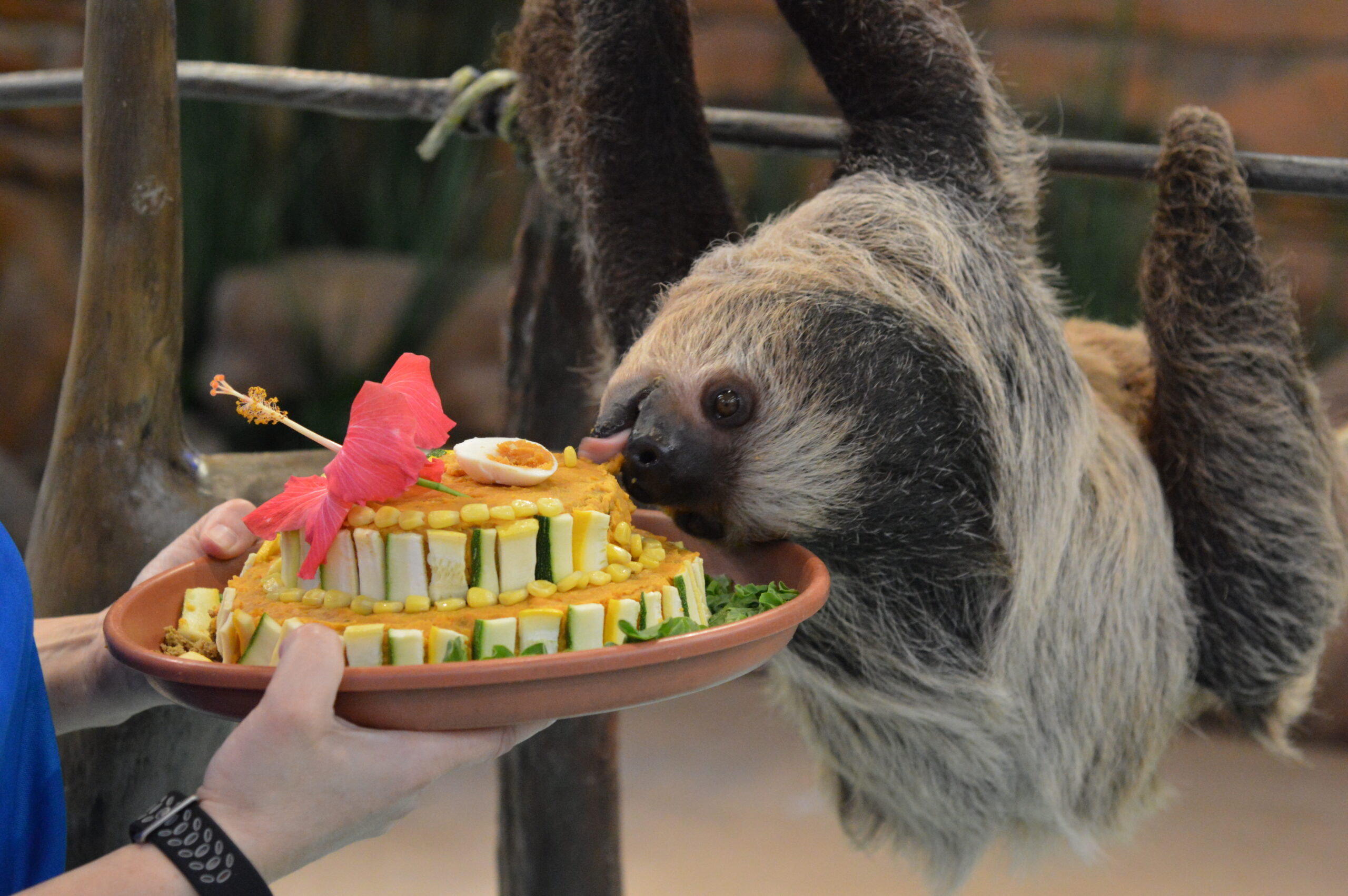 National Aviary celebrates birthdays of its 2 sloths - National Aviary