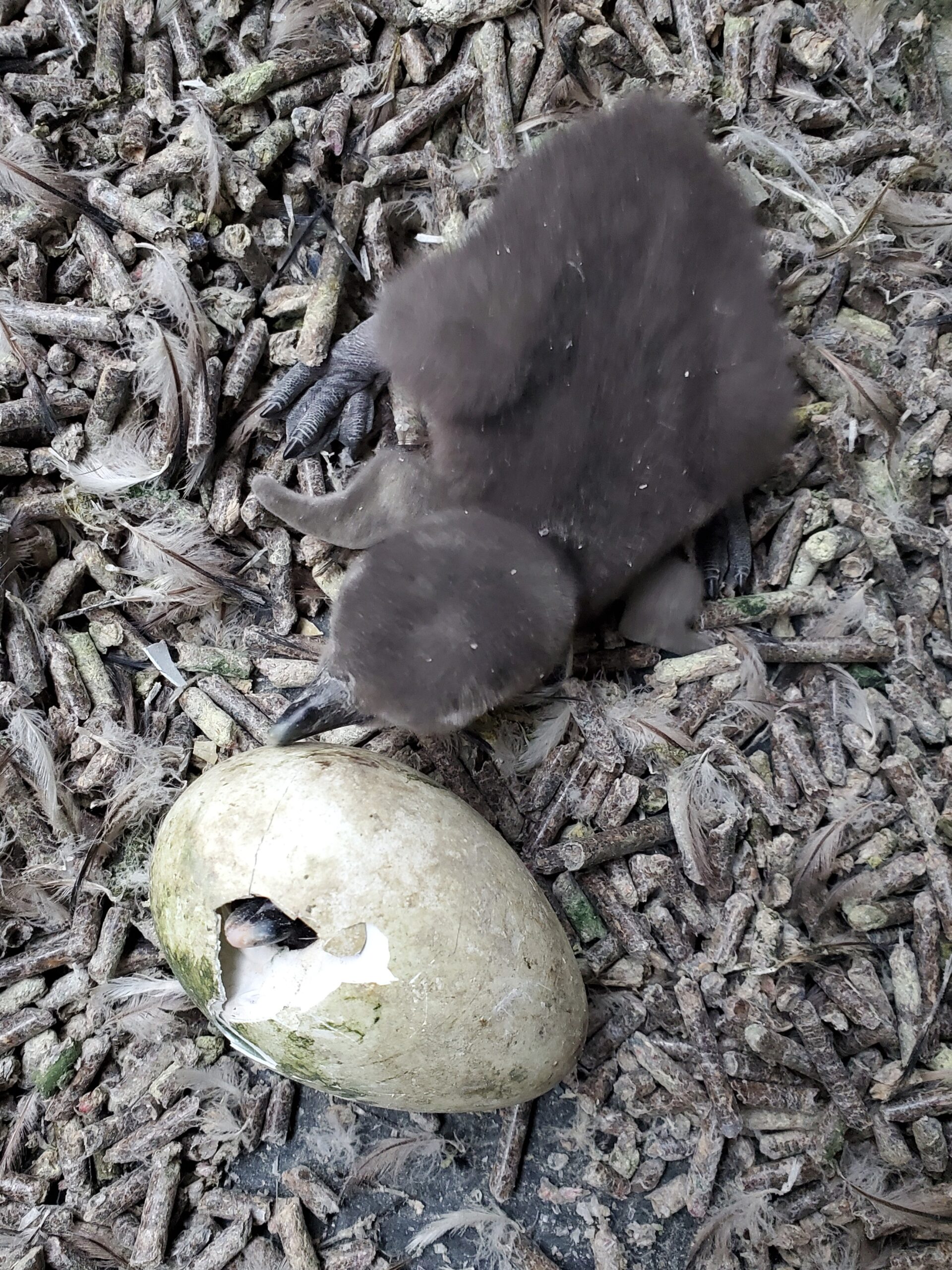 Countdown to Extinction: One Decade to Save African Penguins - National ...